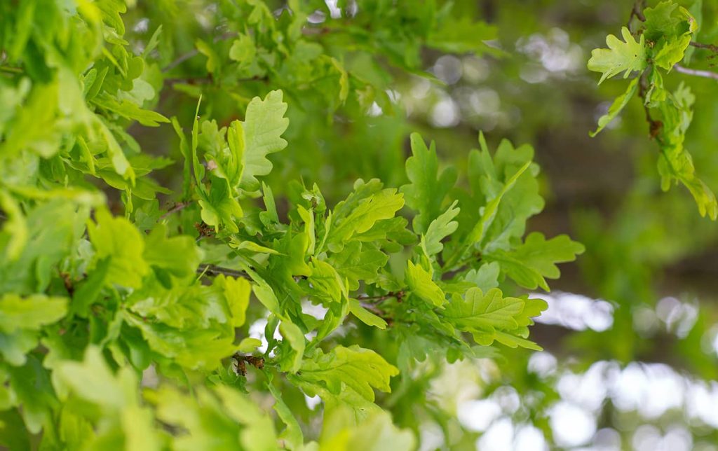 4 year old innocoulated Garry Oak tree - The Truffle Farm