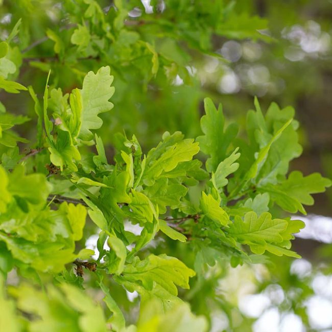 The Truffle Farm Online Store - The Truffle Farm